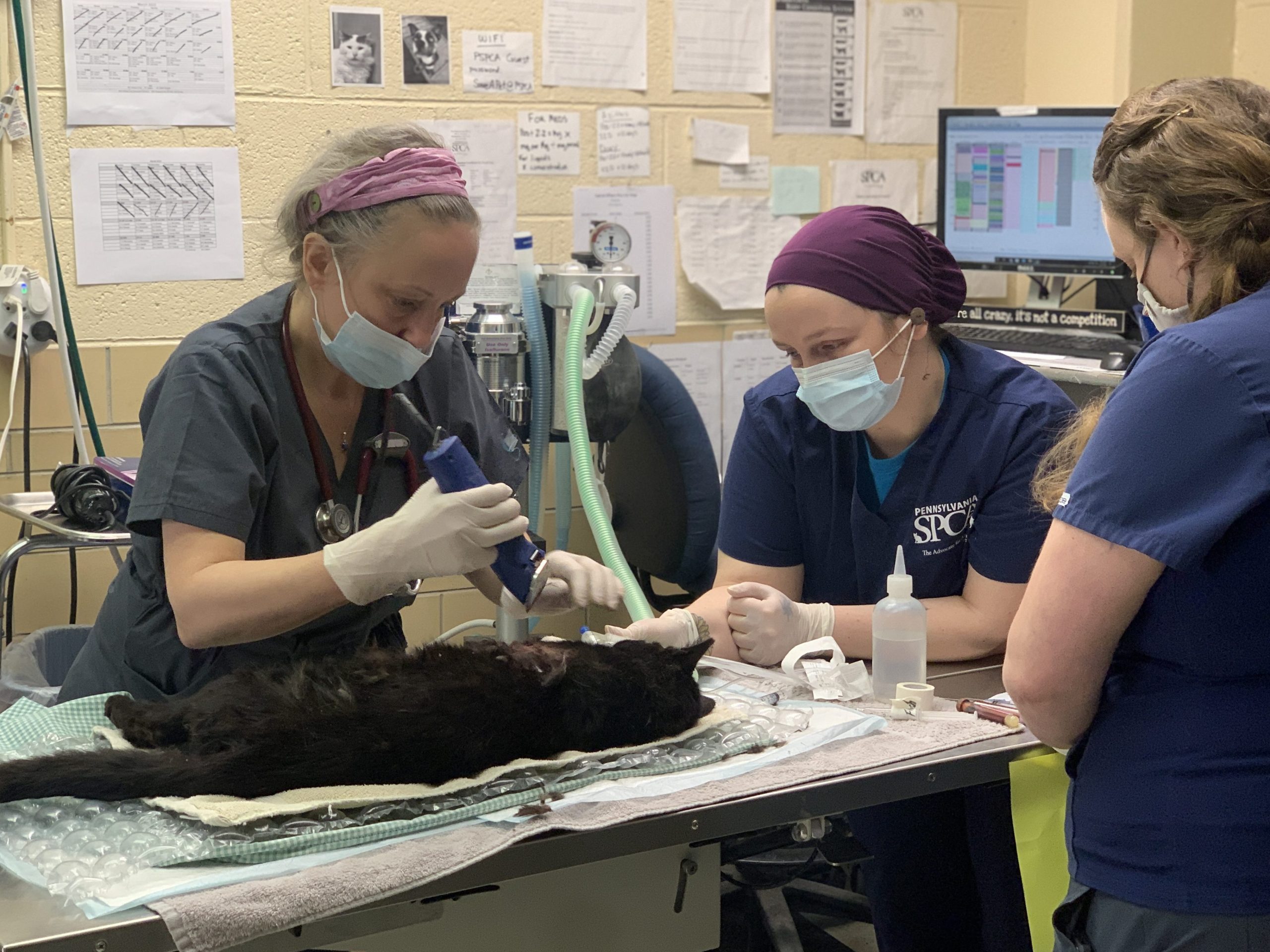 Cat Buddy Veterinary Clinic and Surgery - Klinik Haiwan Peliharaan ...